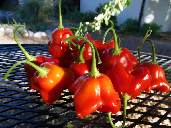 Cambuci Pepper [packet] - $5.00 : J and L Heritage, The Art of Gardening