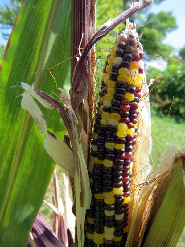 Heirloom and Native Corn : J and L Heritage, The Art of Gardening