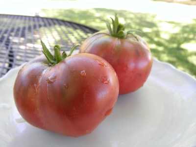 Wild Fred [packet] - $5.00 : J and L Heritage, The Art of Gardening